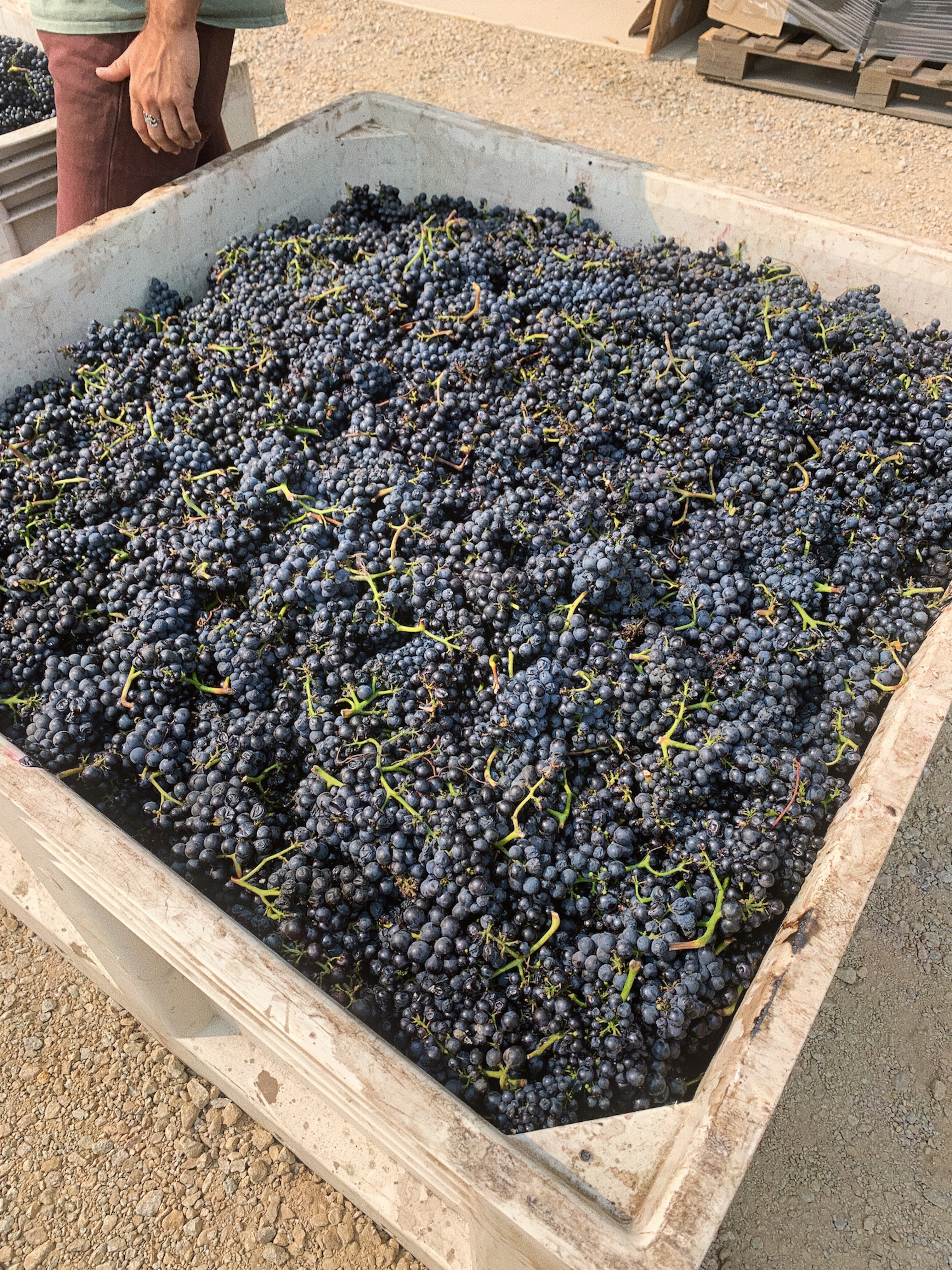 Difference Between Red and White Wine – High Camp Wines